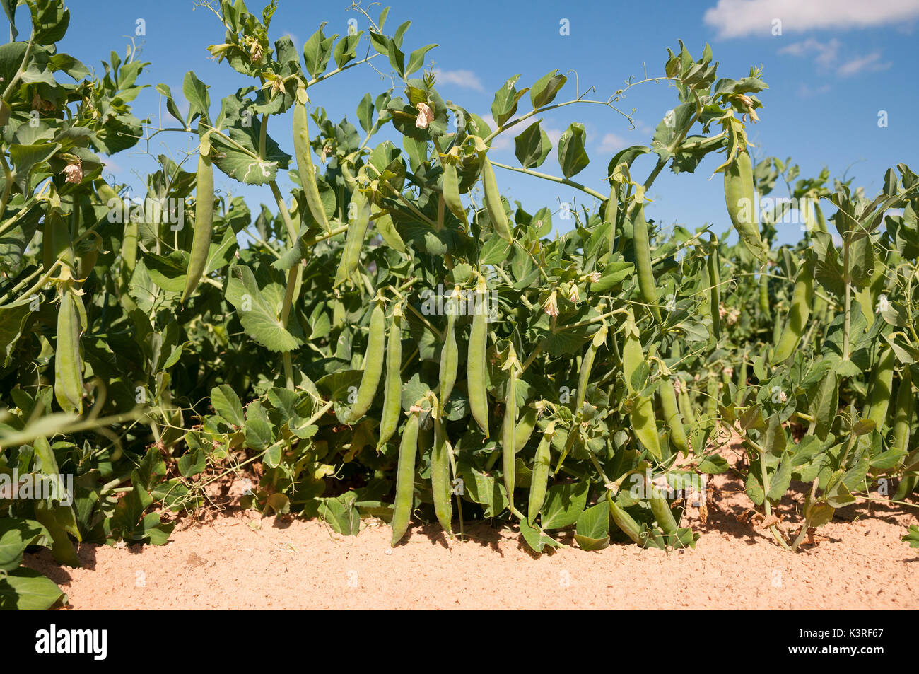 Organic peas field Stock Photo - Alamy