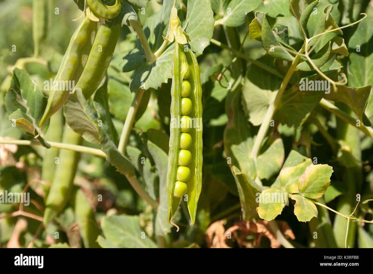 Organic peas field Stock Photo - Alamy