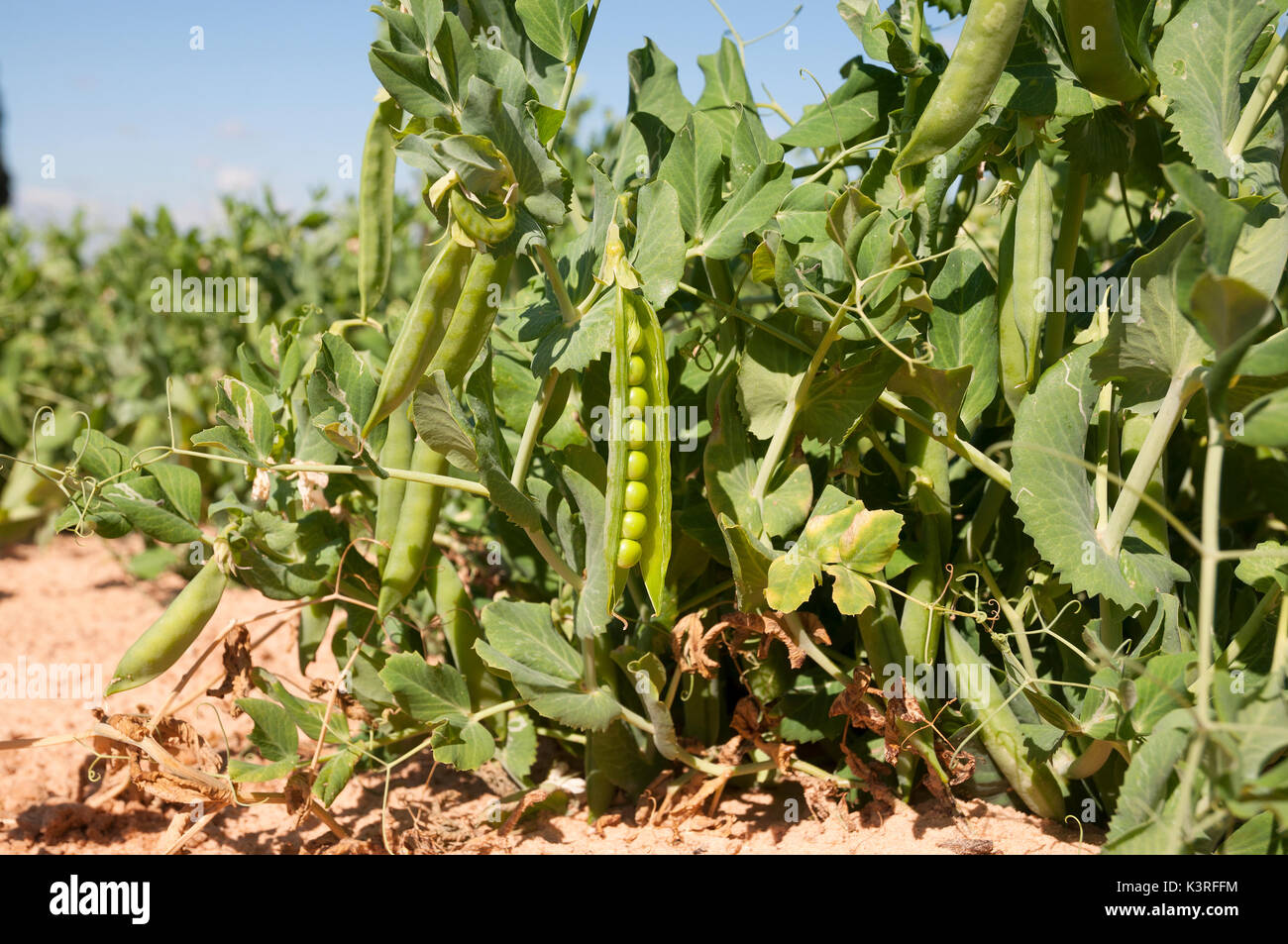 Organic peas field Stock Photo - Alamy