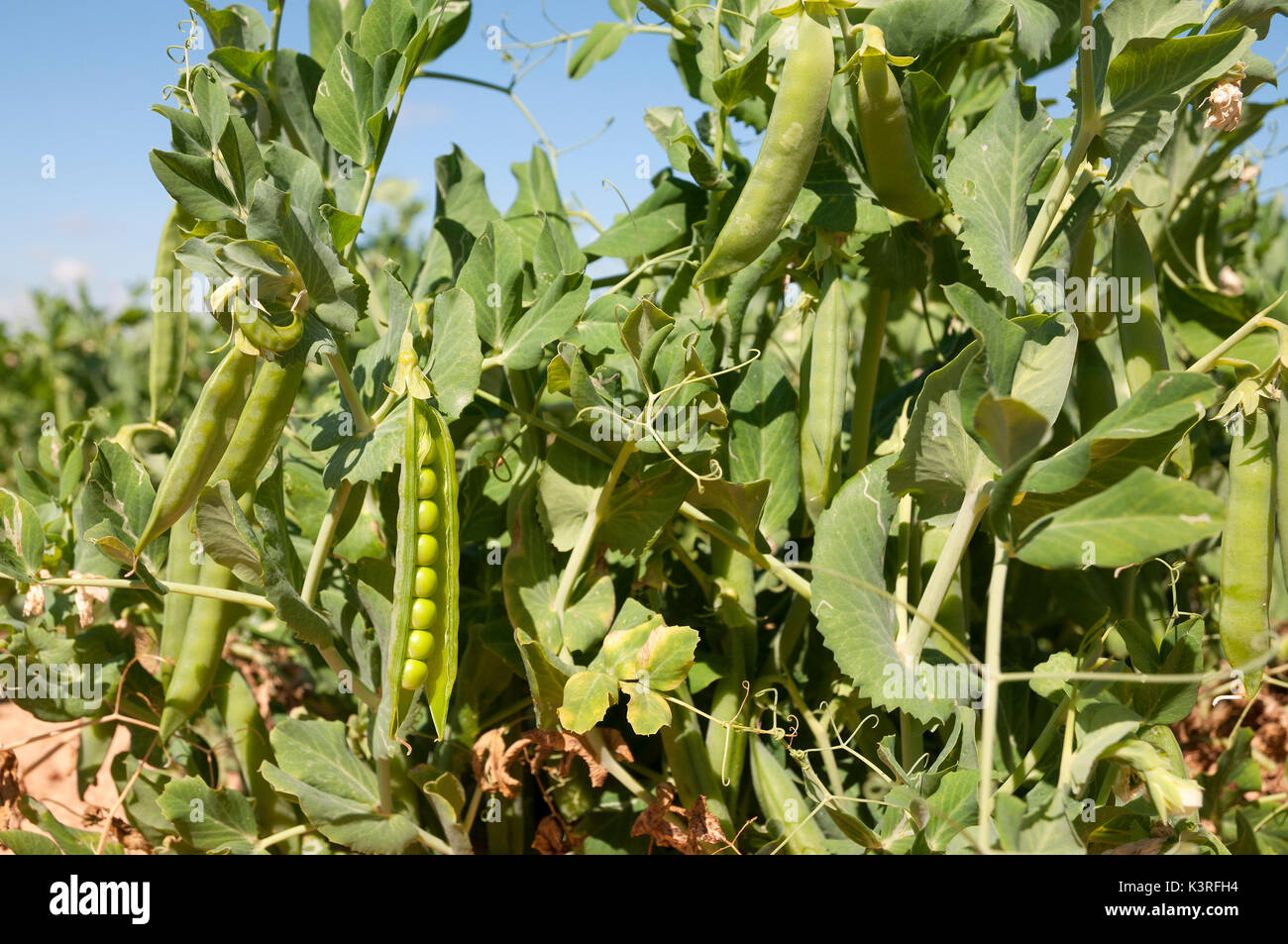 Organic peas field Stock Photo - Alamy