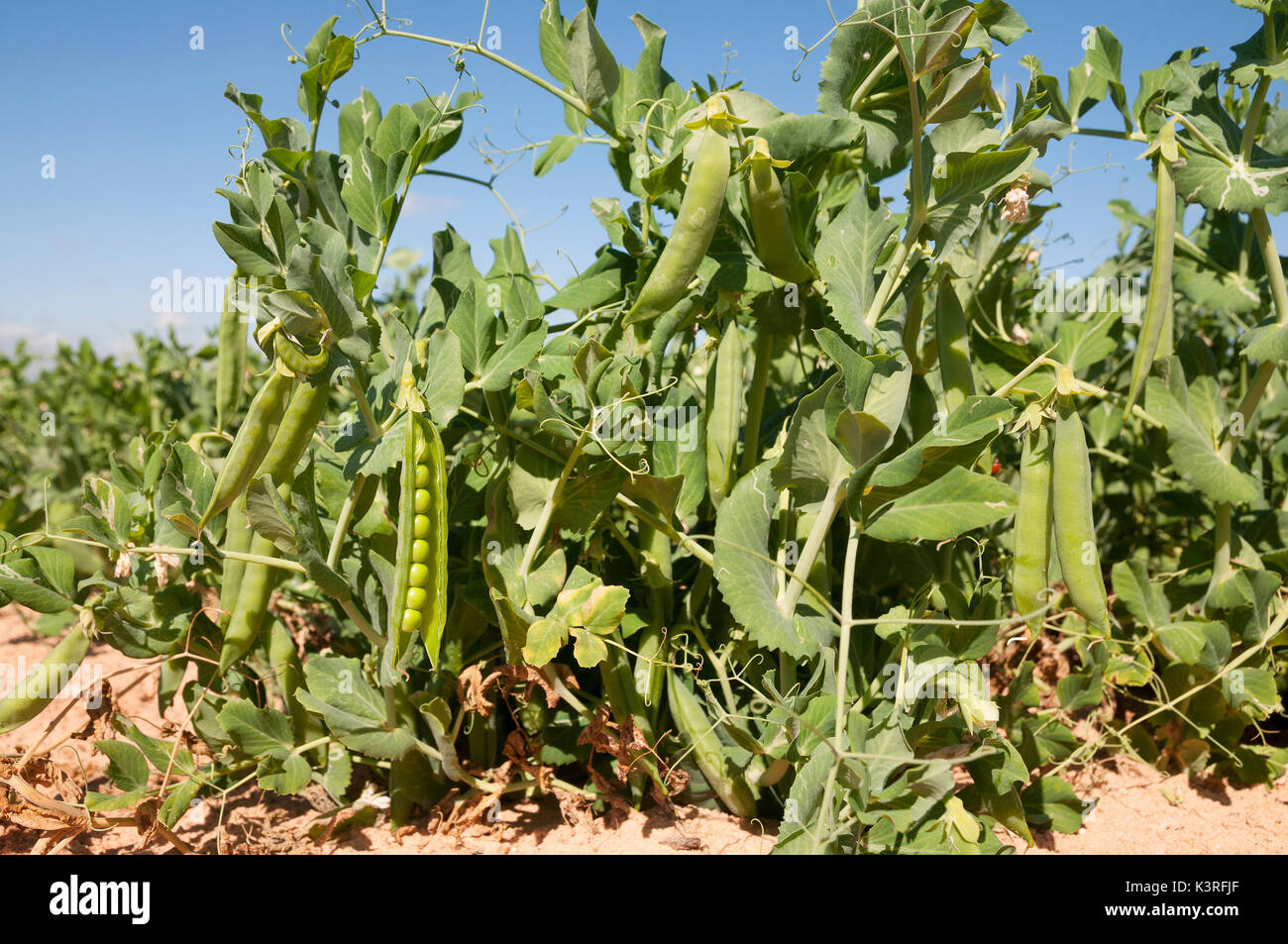 Organic peas field Stock Photo - Alamy