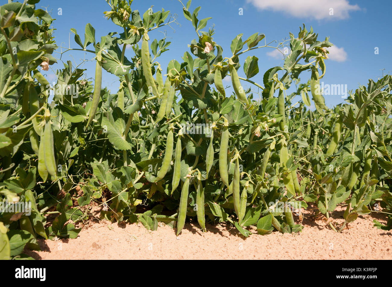 Organic peas field Stock Photo - Alamy