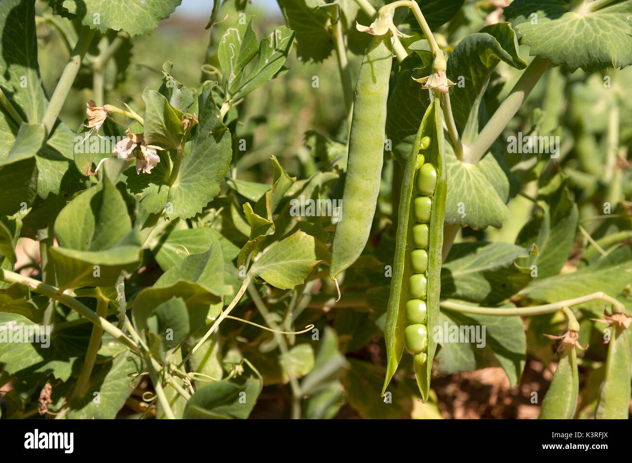 Grain pea field hi-res stock photography and images - Alamy