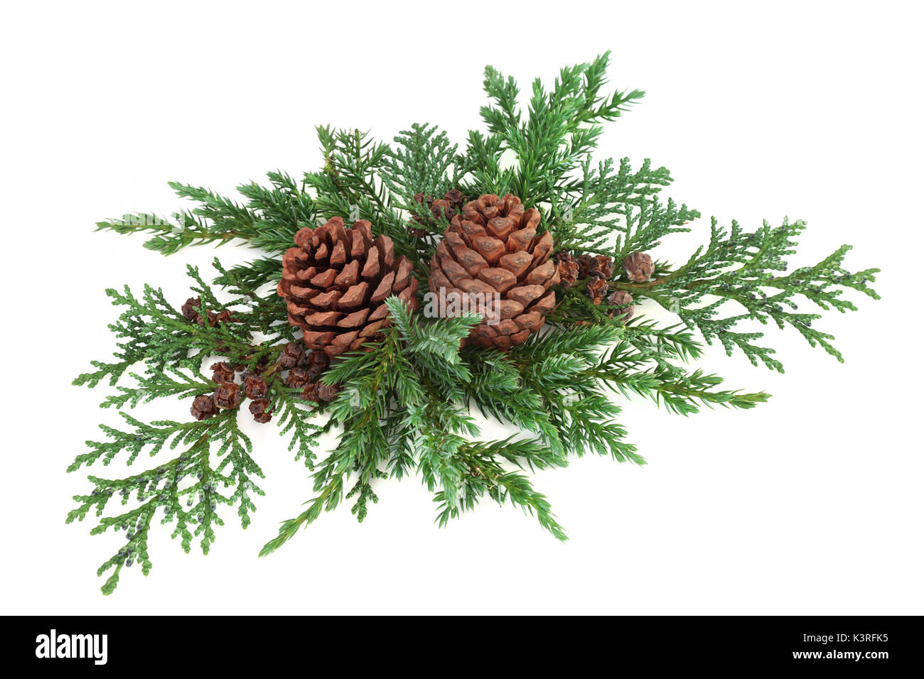 Winter greenery with cedar cypress and juniper leaf sprigs with pine ...