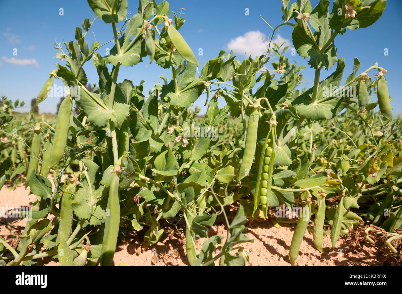 Organic peas field Stock Photo - Alamy
