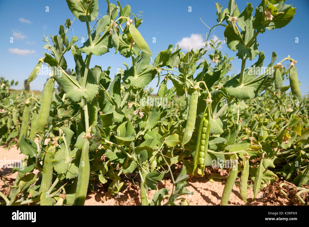 Organic peas field Stock Photo - Alamy