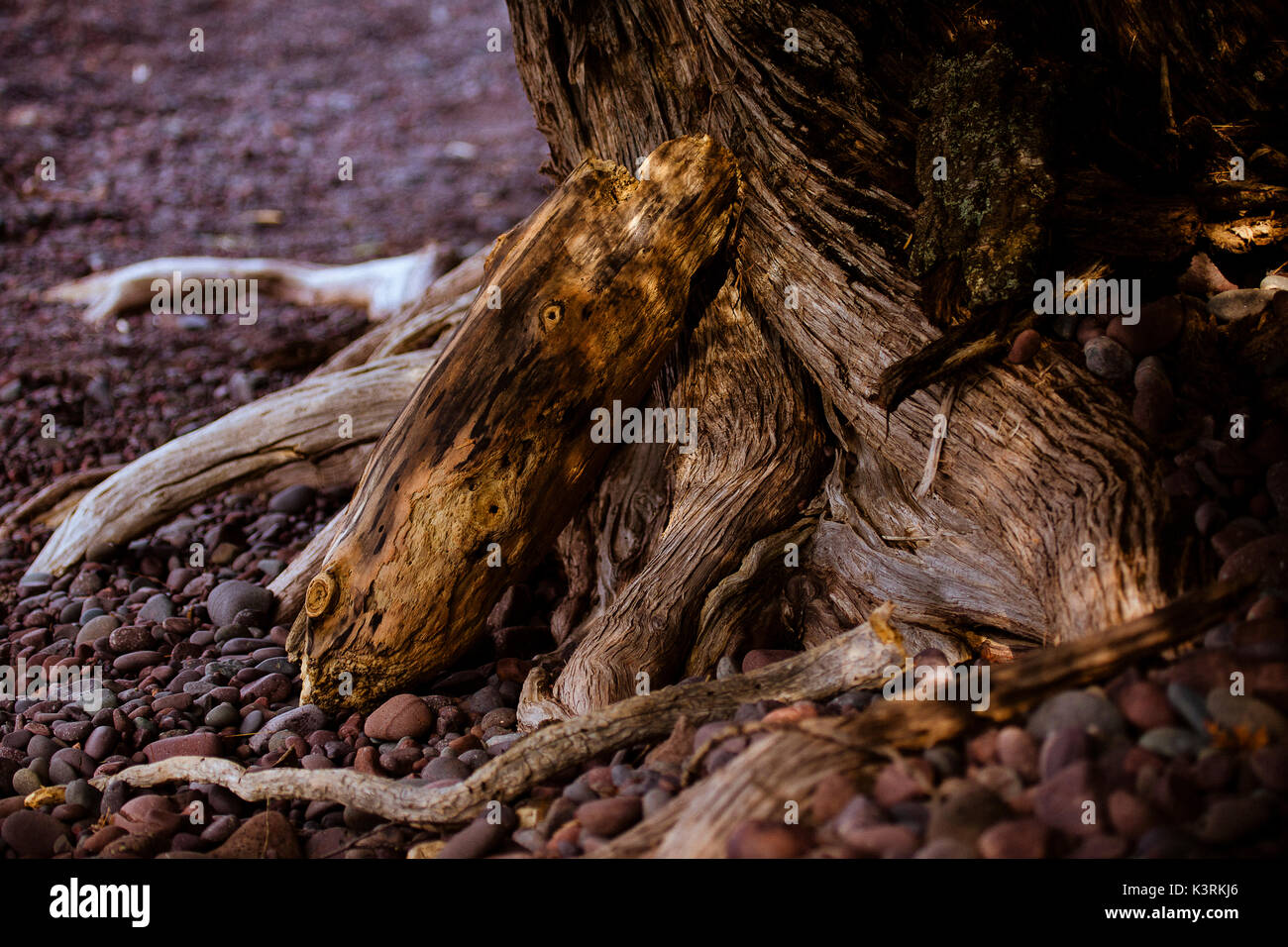 Tree roots and driftwood on rocky beach Stock Photo - Alamy