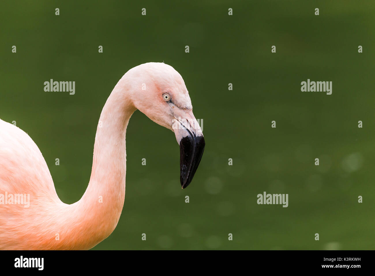 A Chilean flamingo (the largest of species of the flamingo family ...