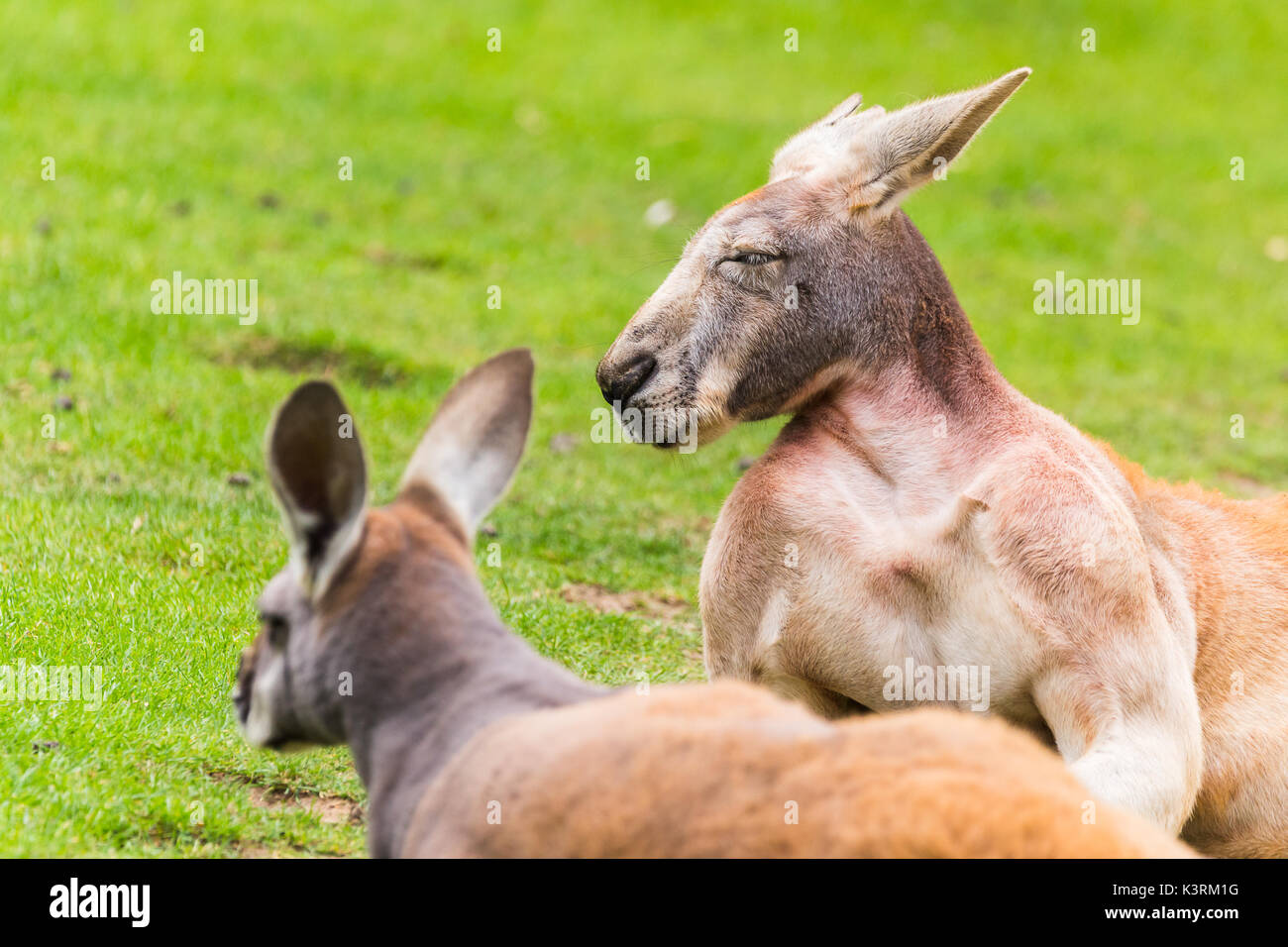 A pair of Red kangaroos struggle to open their eyes as they soak up the ...
