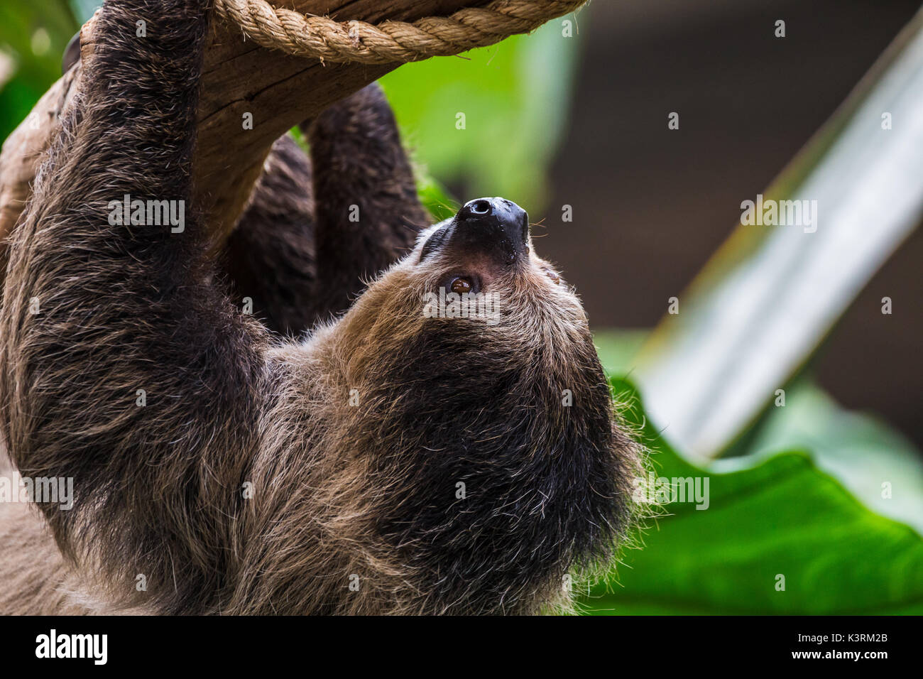 Linnaeuss two toed sloth hi-res stock photography and images - Alamy