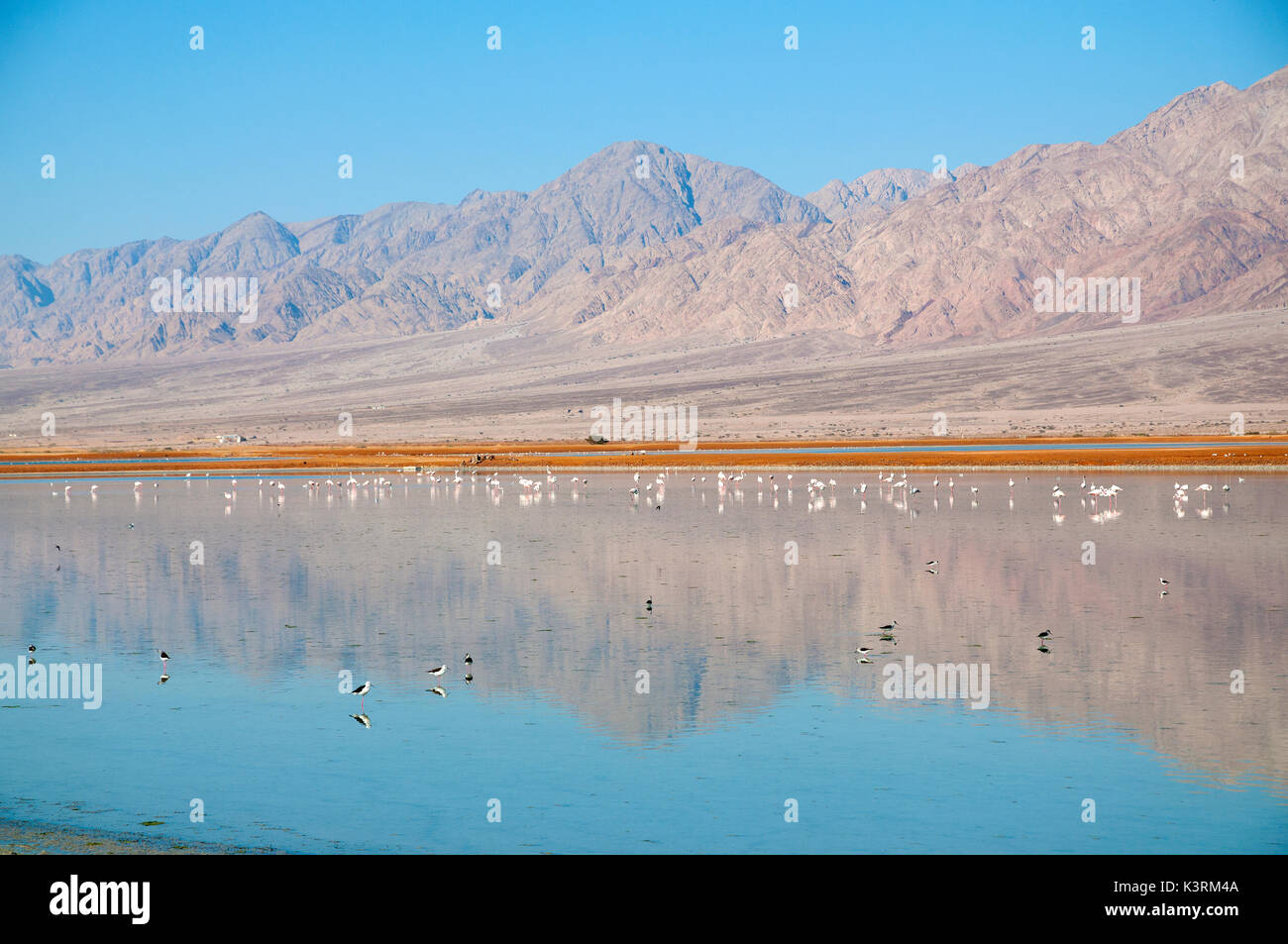 The Dead Sea Pools in Ein Evrona Park Stock Photo - Alamy