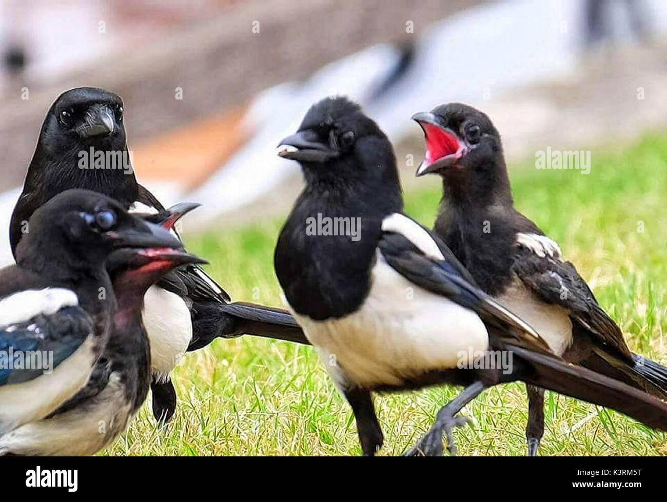 charm of magpie Stock Photo - Alamy