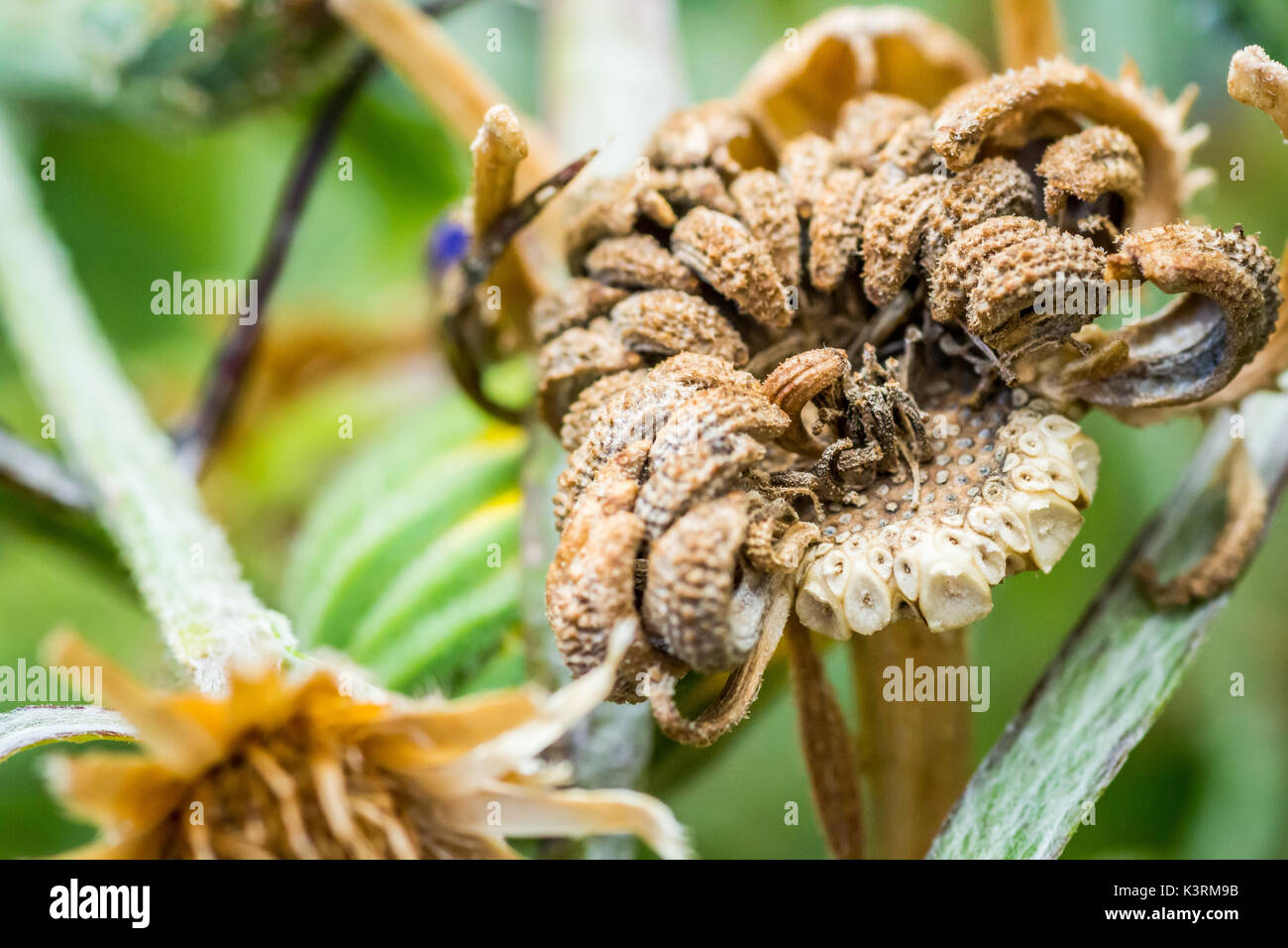 Dried up flower Stock Photo - Alamy