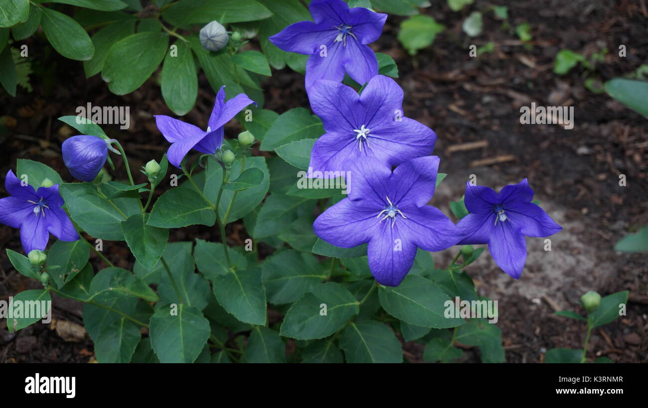 Blue bell flower hi-res stock photography and images - Alamy