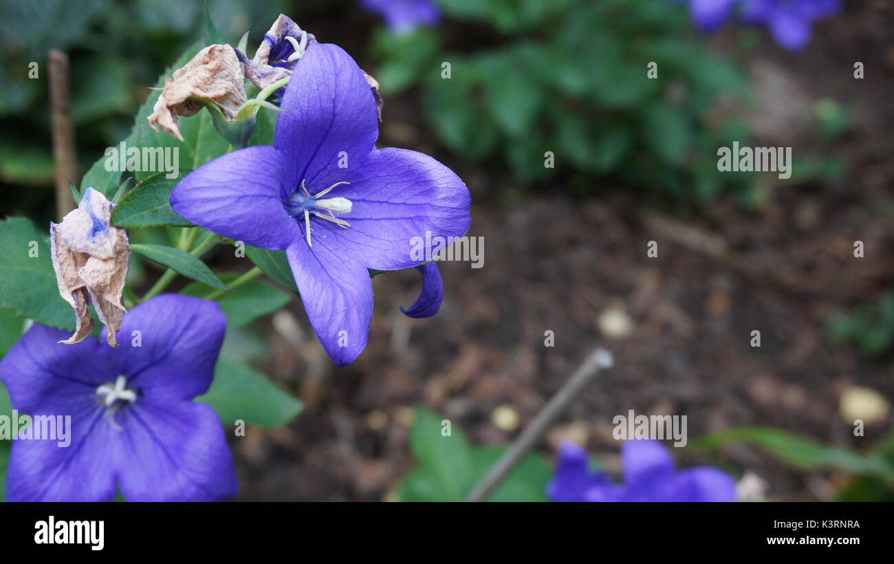 Nice flower blue color hi-res stock photography and images - Alamy