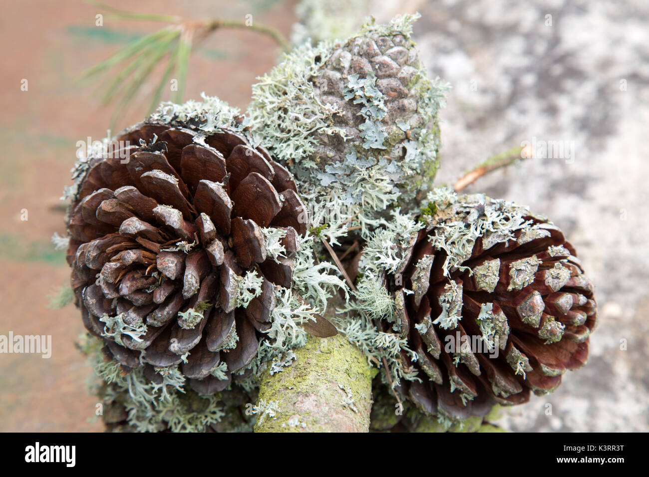 Pine Cone and Moss Background Stock Photo - Alamy