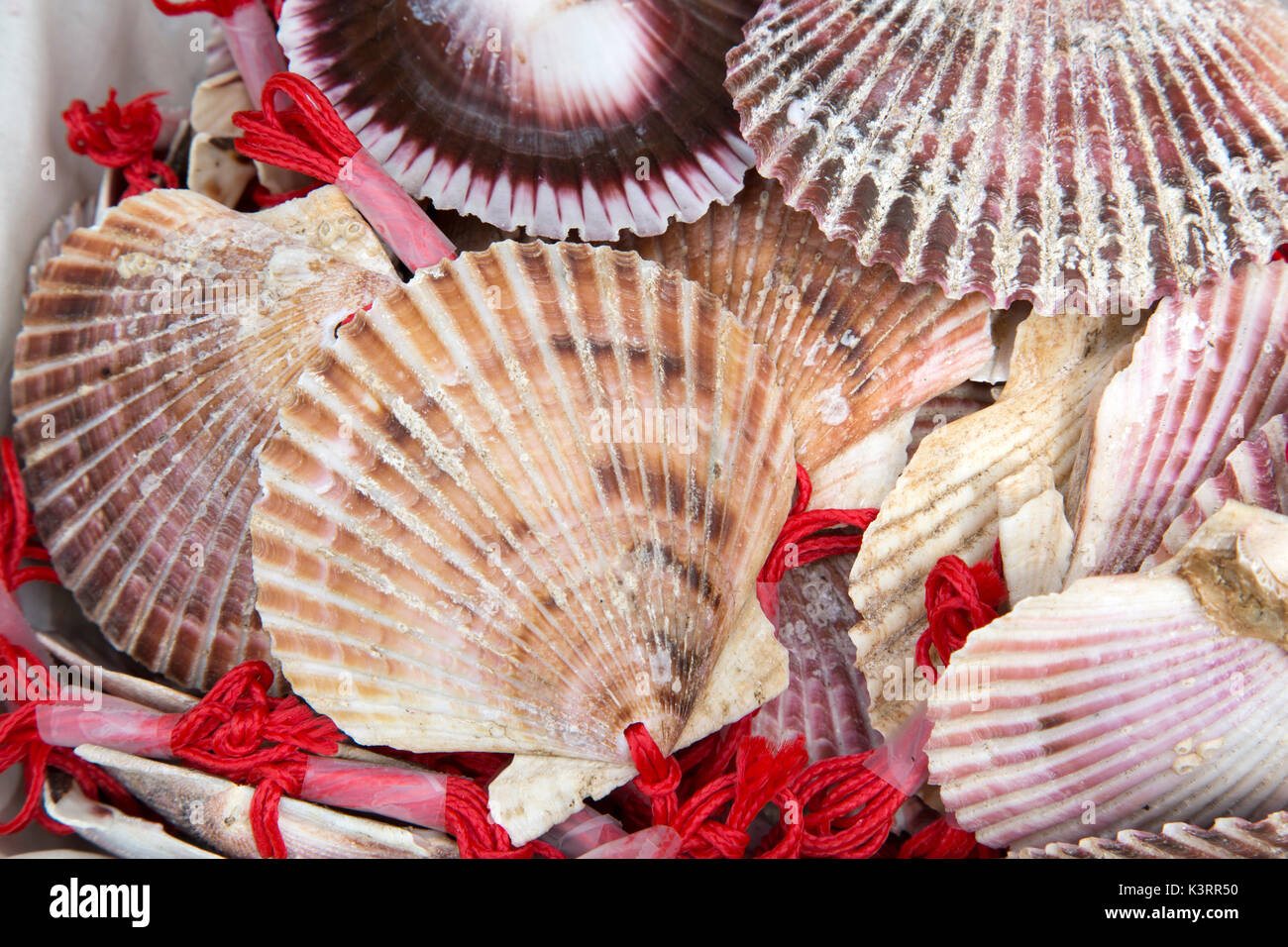 Shell Symbol of Camino de Santiago, Galicia; Spain Stock Photo - Alamy