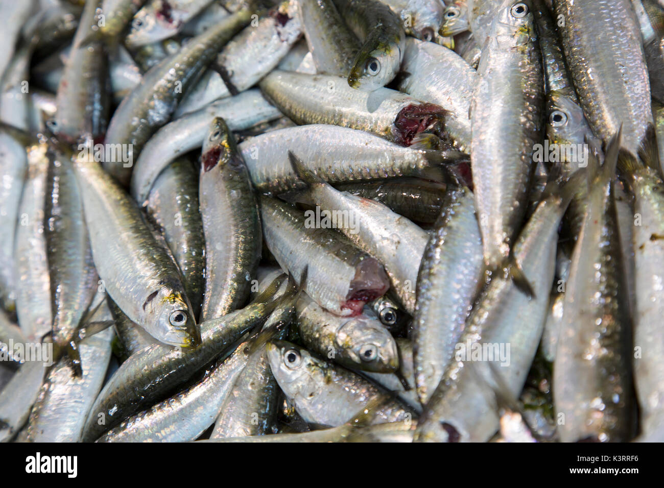 Small Fish on Market Stall, Santiago de Compostela, Galicia, Spain ...