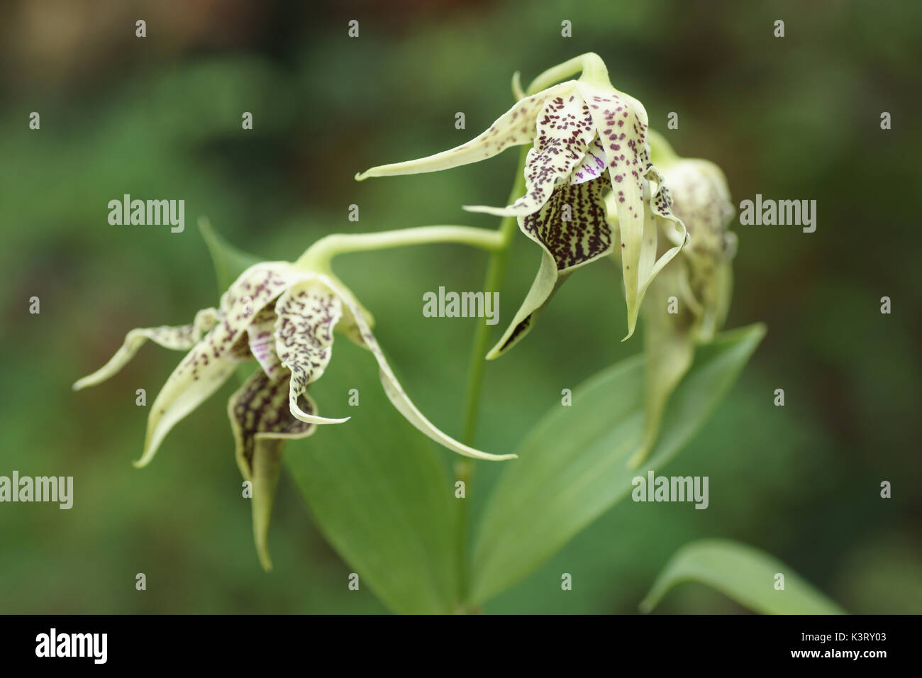 Dendrobium alexandrae hi-res stock photography and images - Alamy