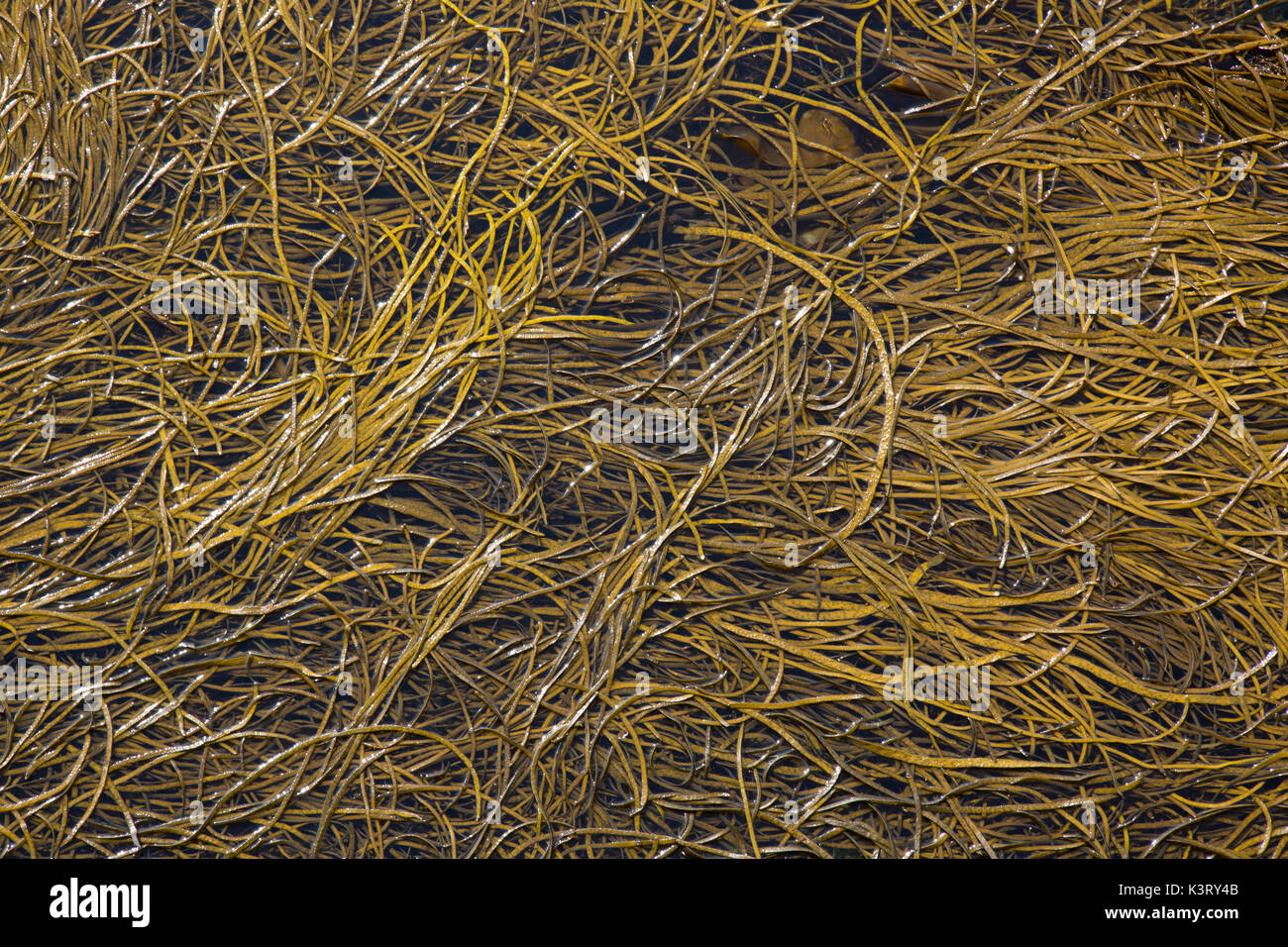 Closeup of Seaweed Background Stock Photo - Alamy