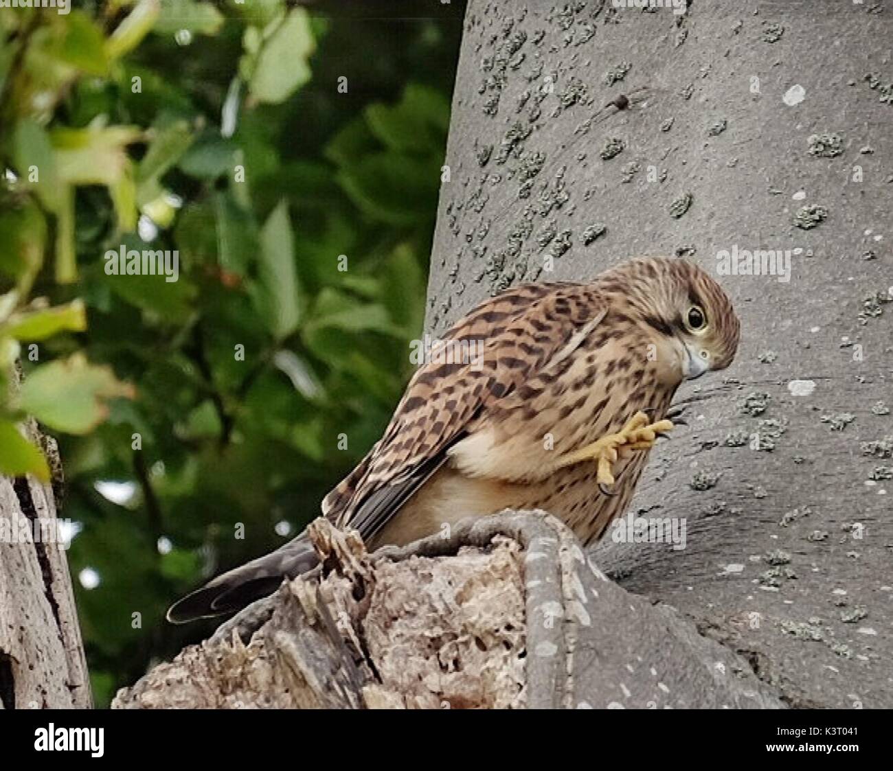 kestrel bird of prey wild Stock Photo - Alamy