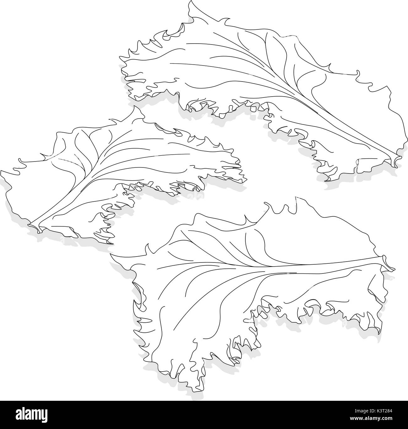 Organic plant vegetable salad Black and White Stock Photos & Images - Alamy