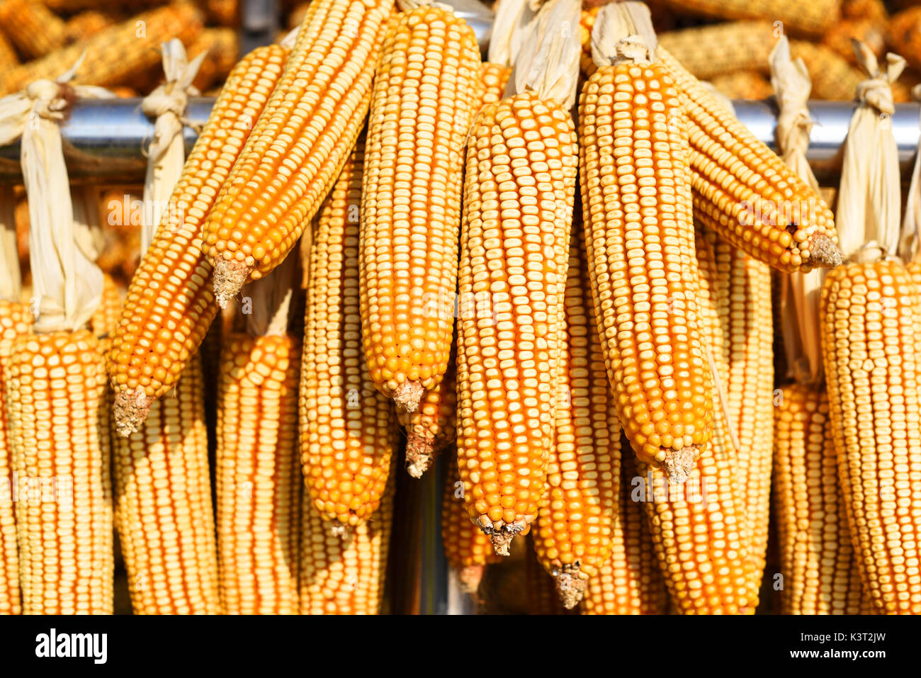 Corn harvest pile hi-res stock photography and images - Alamy
