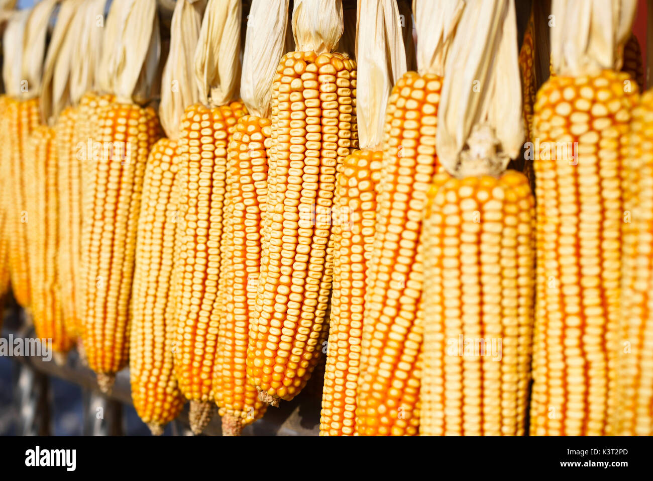 A pile of corn under the sun Stock Photo - Alamy