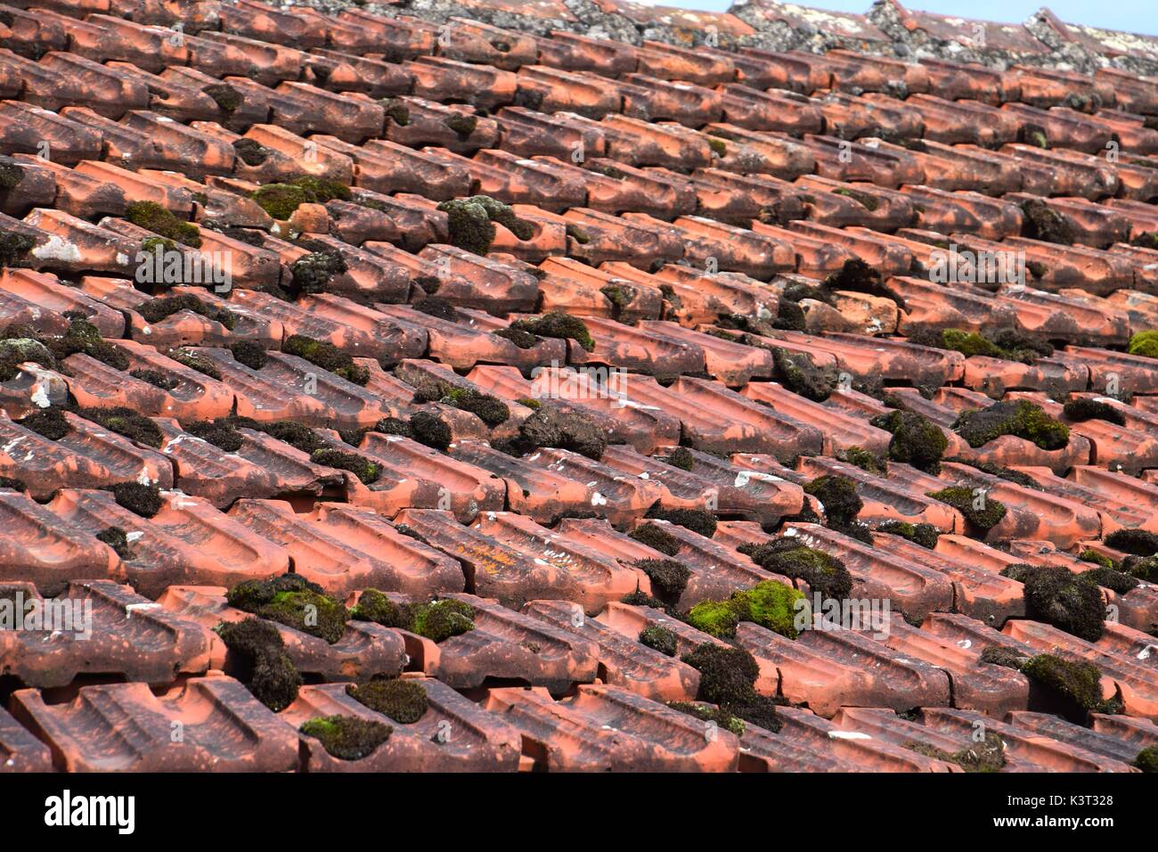 rotten house Roof with moss and linches, dirty and old tiles, Harzer ...