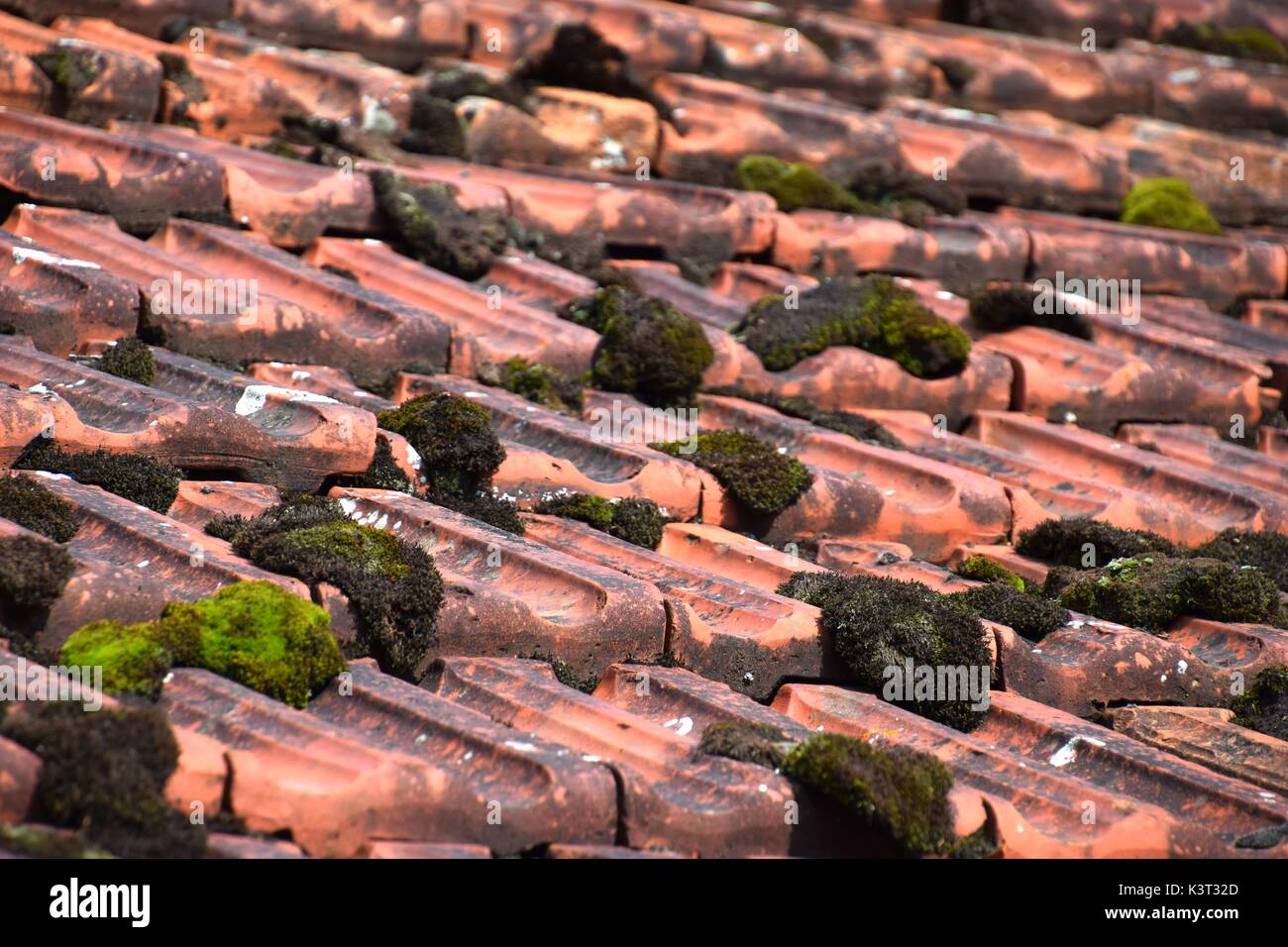 rotten house Roof with moss and linches, dirty and old tiles, Harzer ...