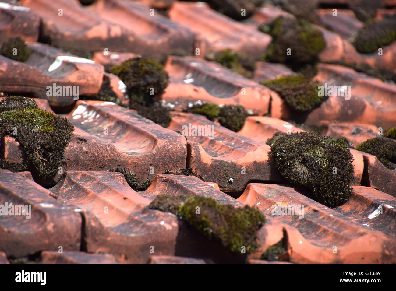 rotten house Roof with moss and linches, dirty and old tiles, Harzer ...
