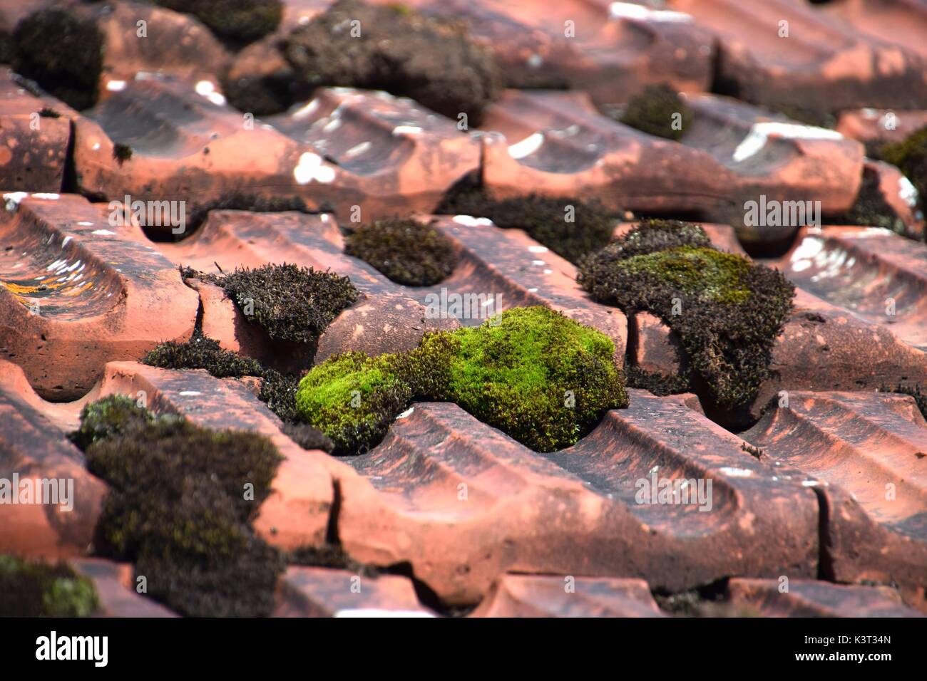 rotten house Roof with moss and linches, dirty and old tiles, Harzer ...