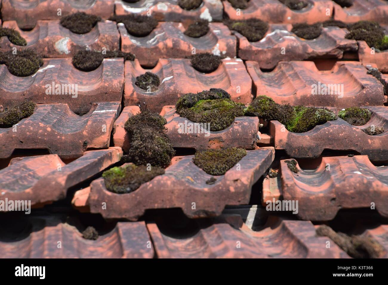 rotten house Roof with moss and linches, dirty and old tiles, Harzer ...