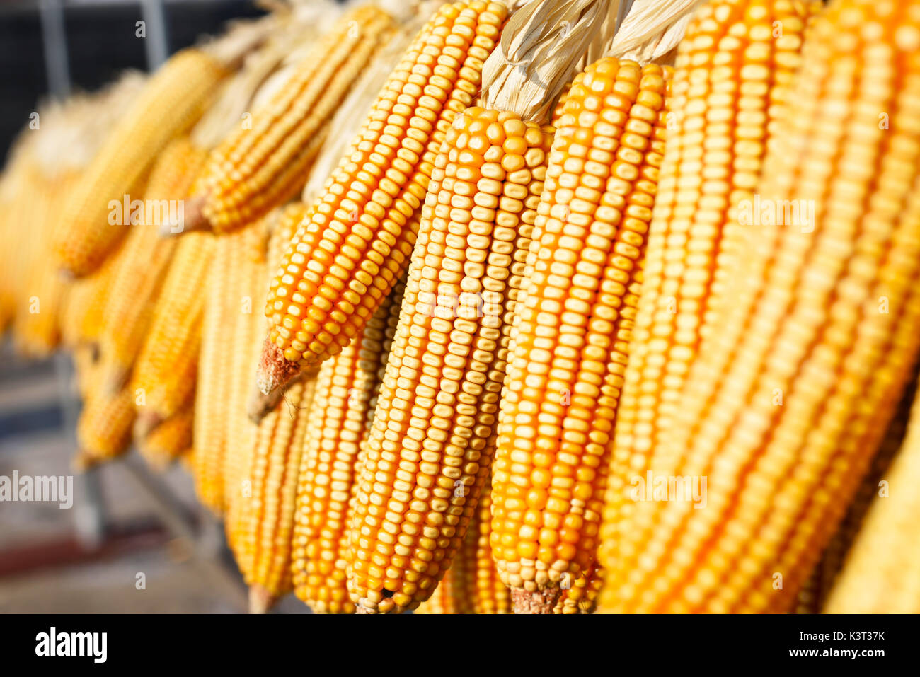 A pile of corn under the sun Stock Photo - Alamy