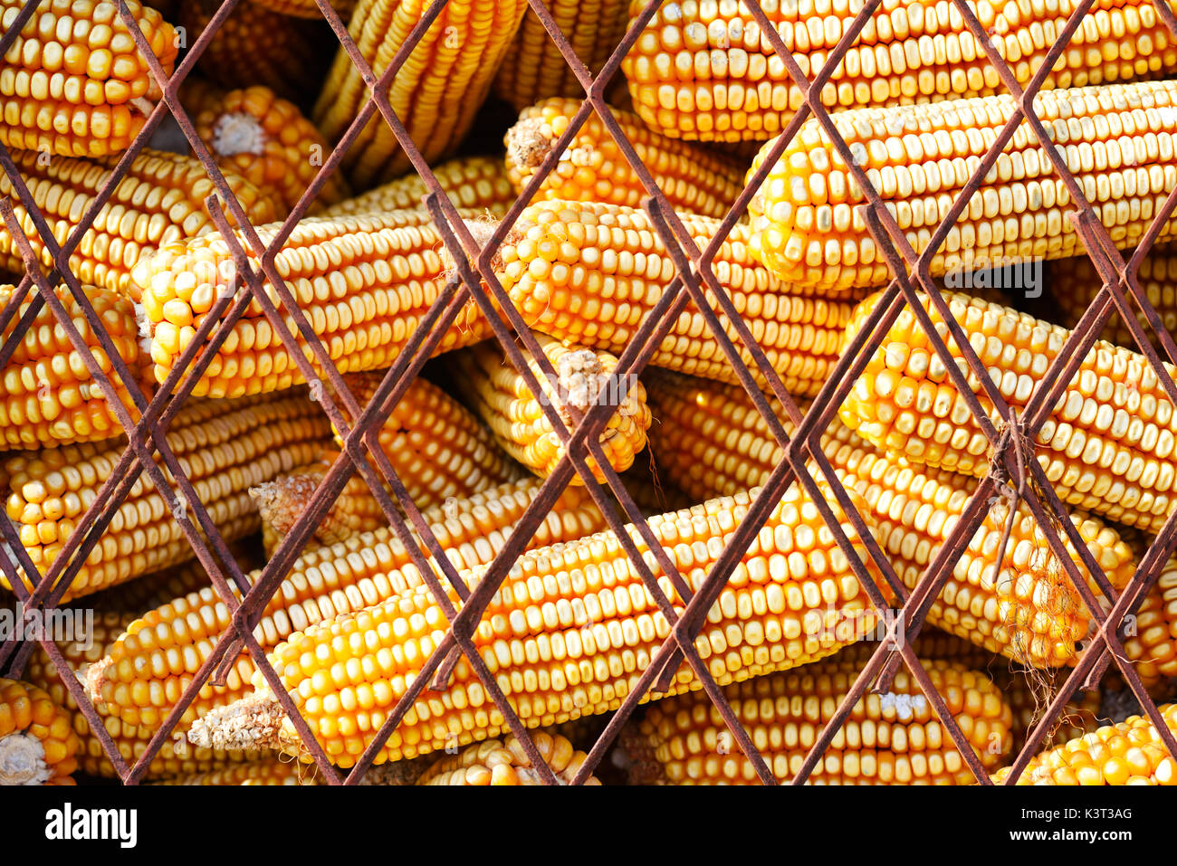 A pile of corn under the sun Stock Photo - Alamy