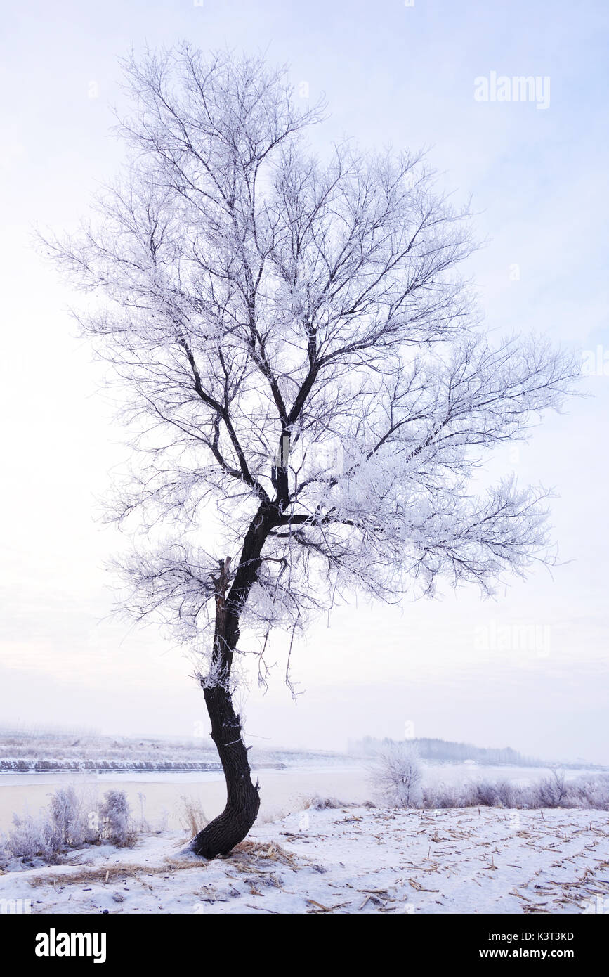 Rime ice trees hi-res stock photography and images - Alamy