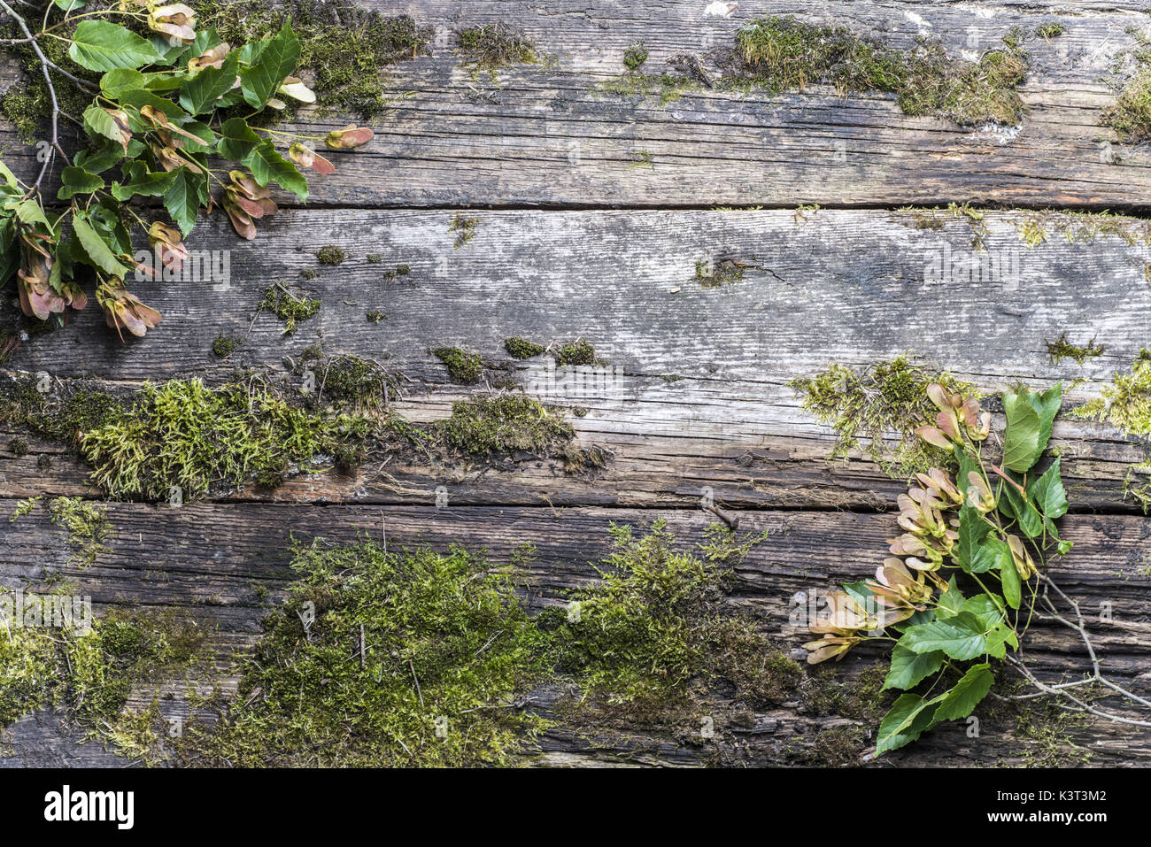 old wood surface covered with cracks and moss Stock Photo - Alamy