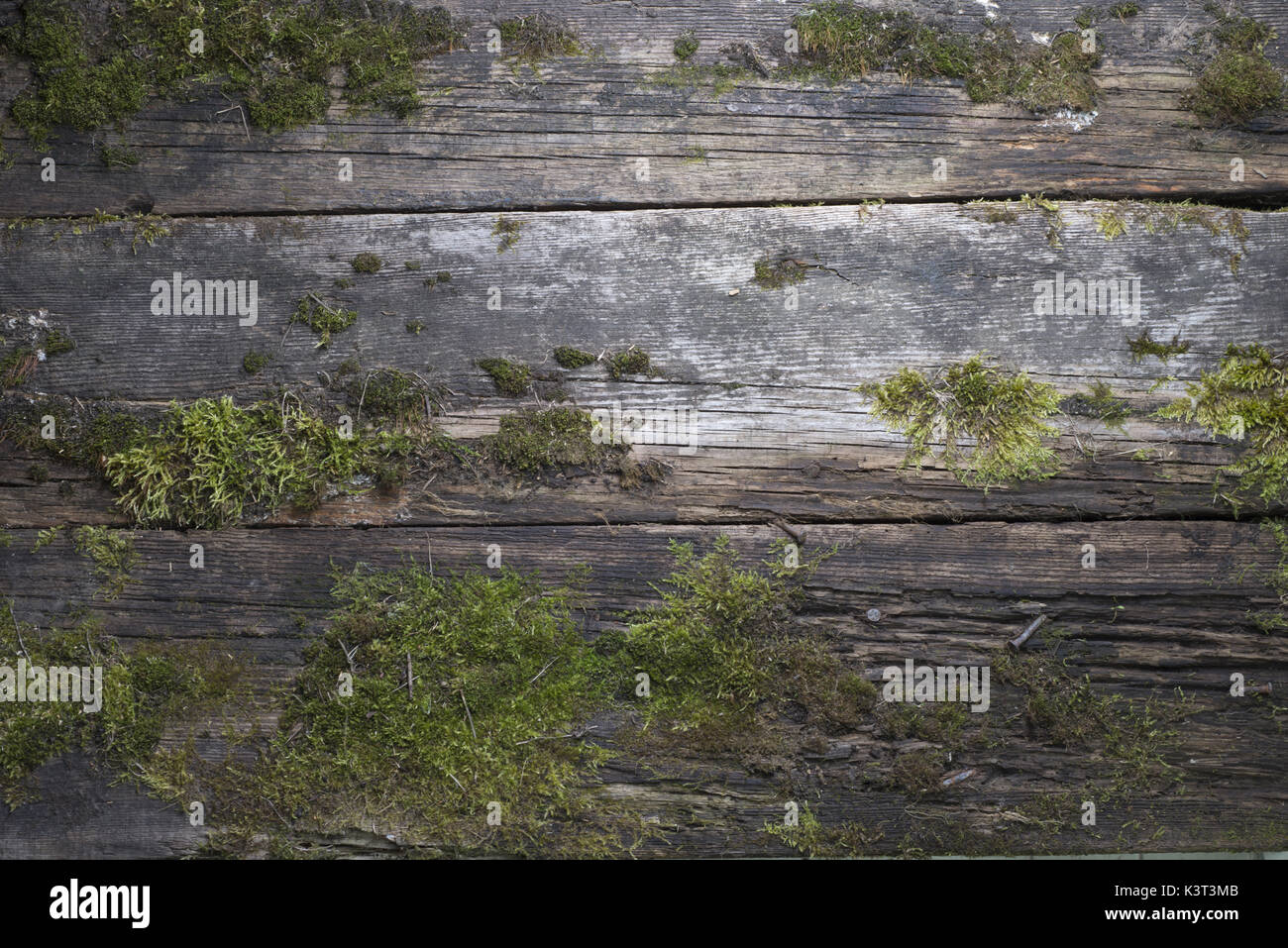 old wood surface covered with cracks and moss Stock Photo - Alamy