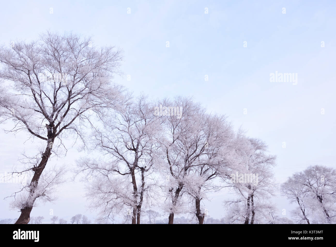 Rime on trees at rime island in winter moring,Jilin,China Stock Photo ...