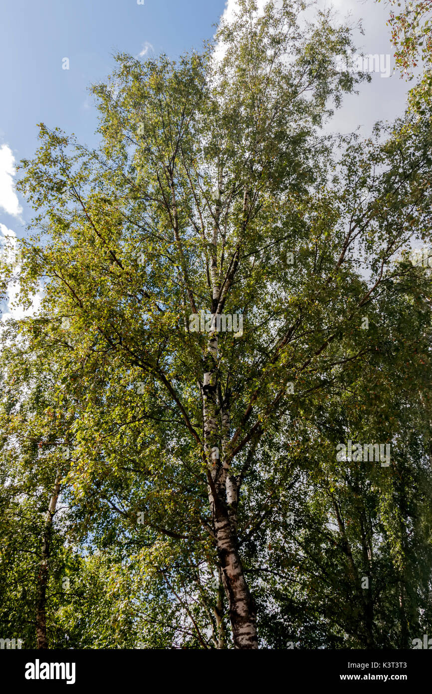 Tall birch tree hi-res stock photography and images - Alamy