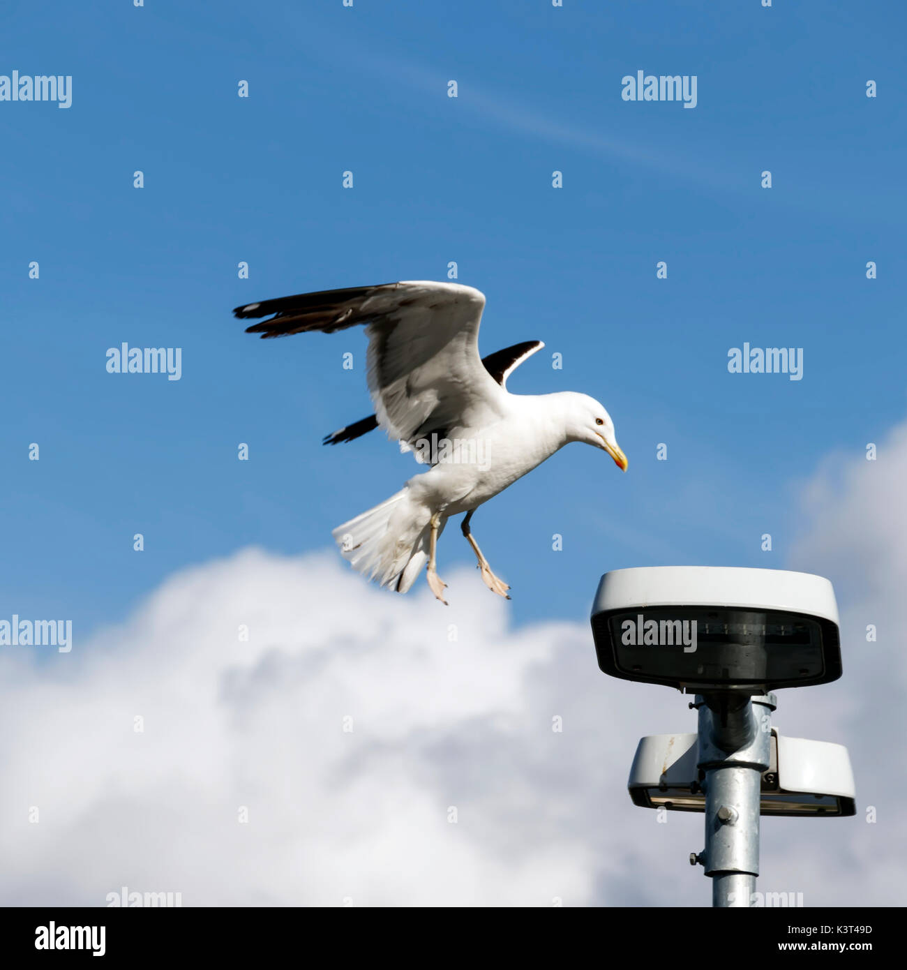 The seagull is approaching the lighting lantern Stock Photo - Alamy
