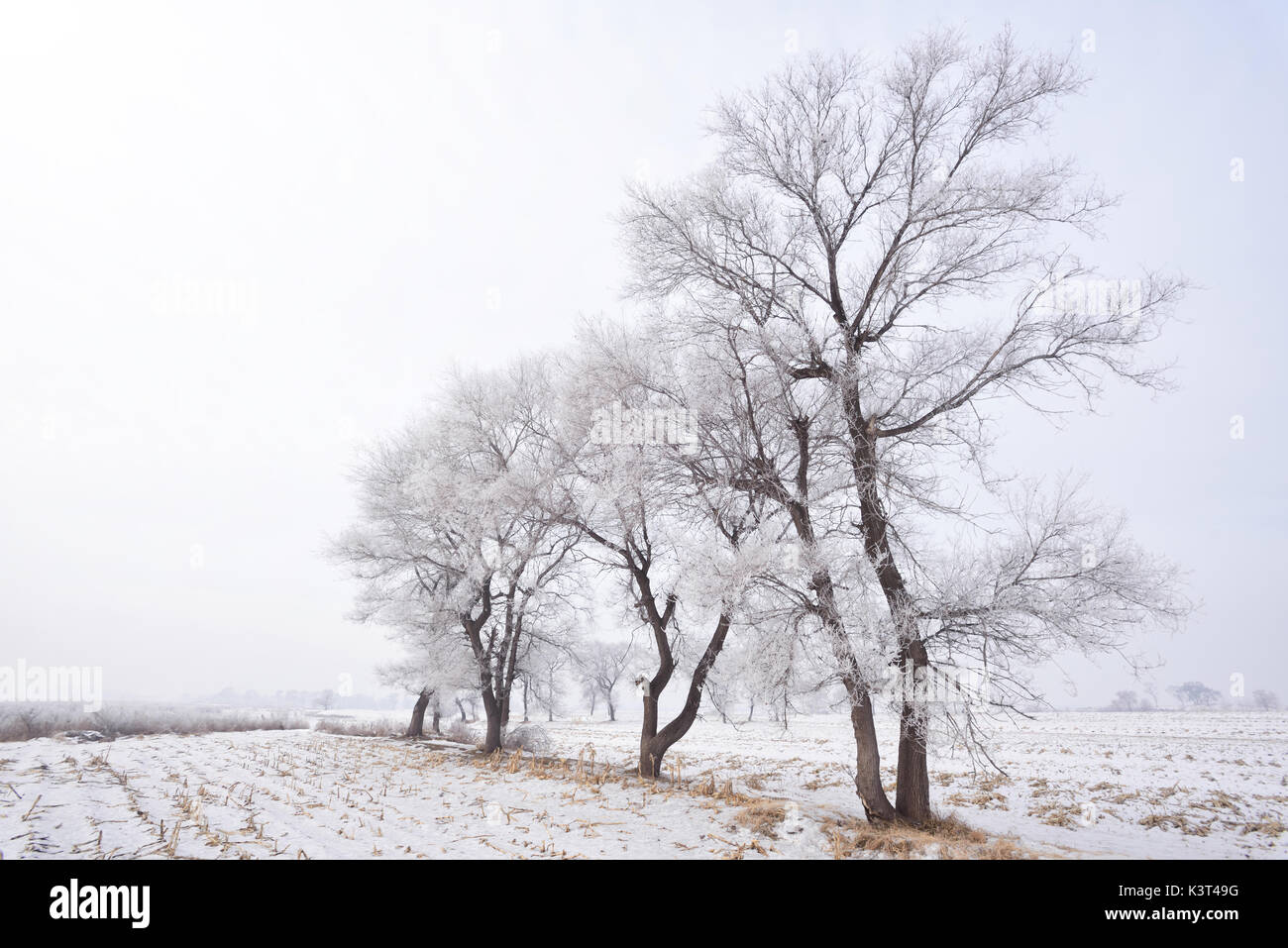 Rime ice on trees hi-res stock photography and images - Alamy