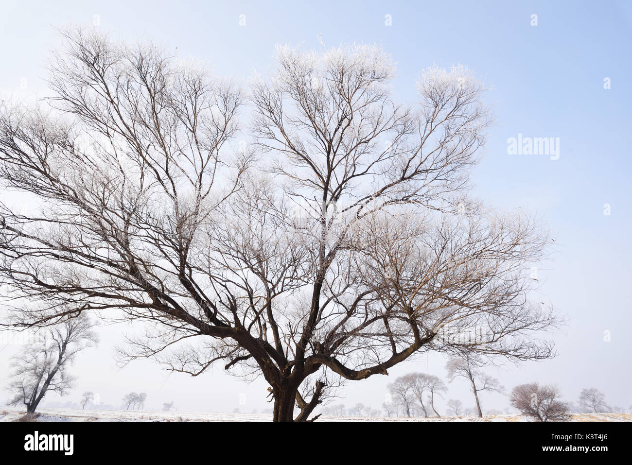 Trees in rime ice hi-res stock photography and images - Alamy
