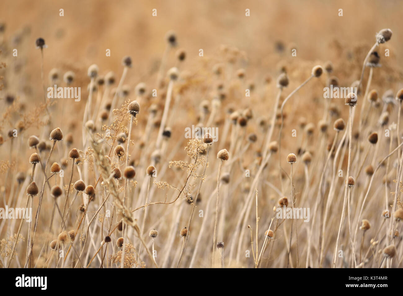 Brown Weed High Resolution Stock Photography and Images - Alamy