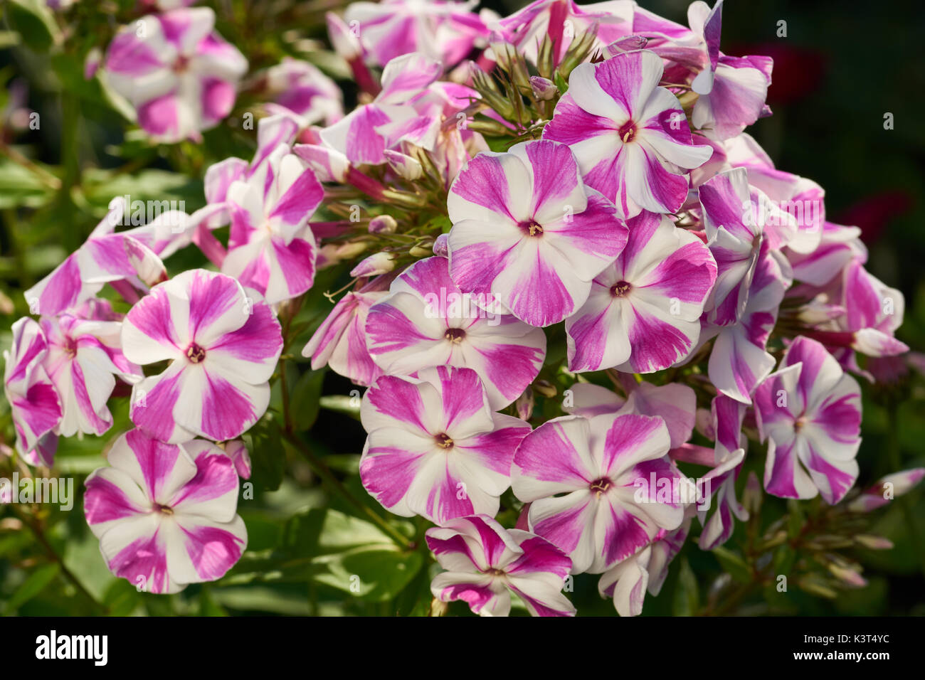 Beautiful garden phlox flowers of pink and white color Stock Photo - Alamy