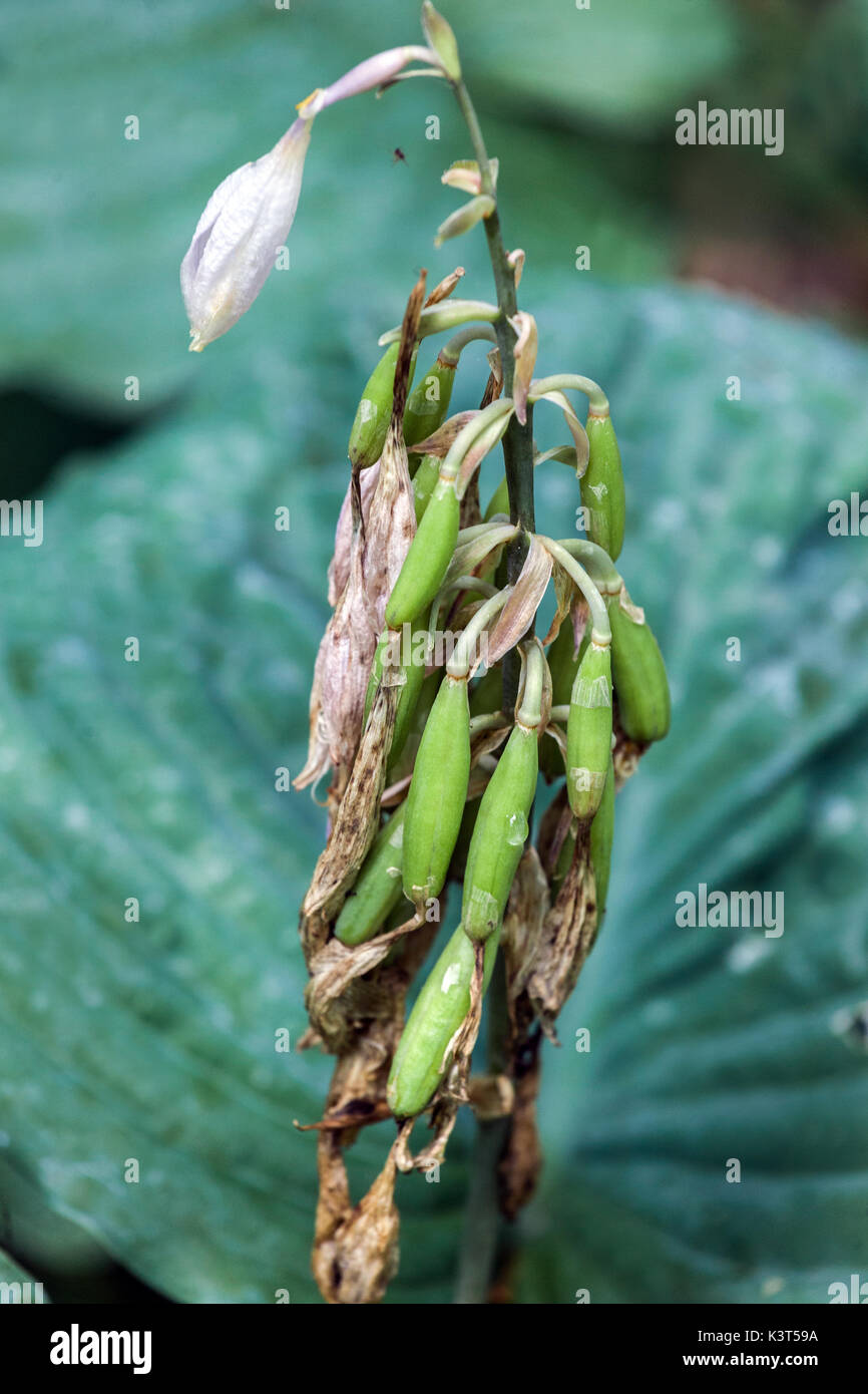 Hosta seeds hi-res stock photography and images - Alamy