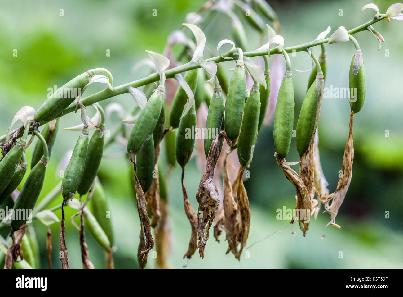 Hosta seeds hi-res stock photography and images - Alamy
