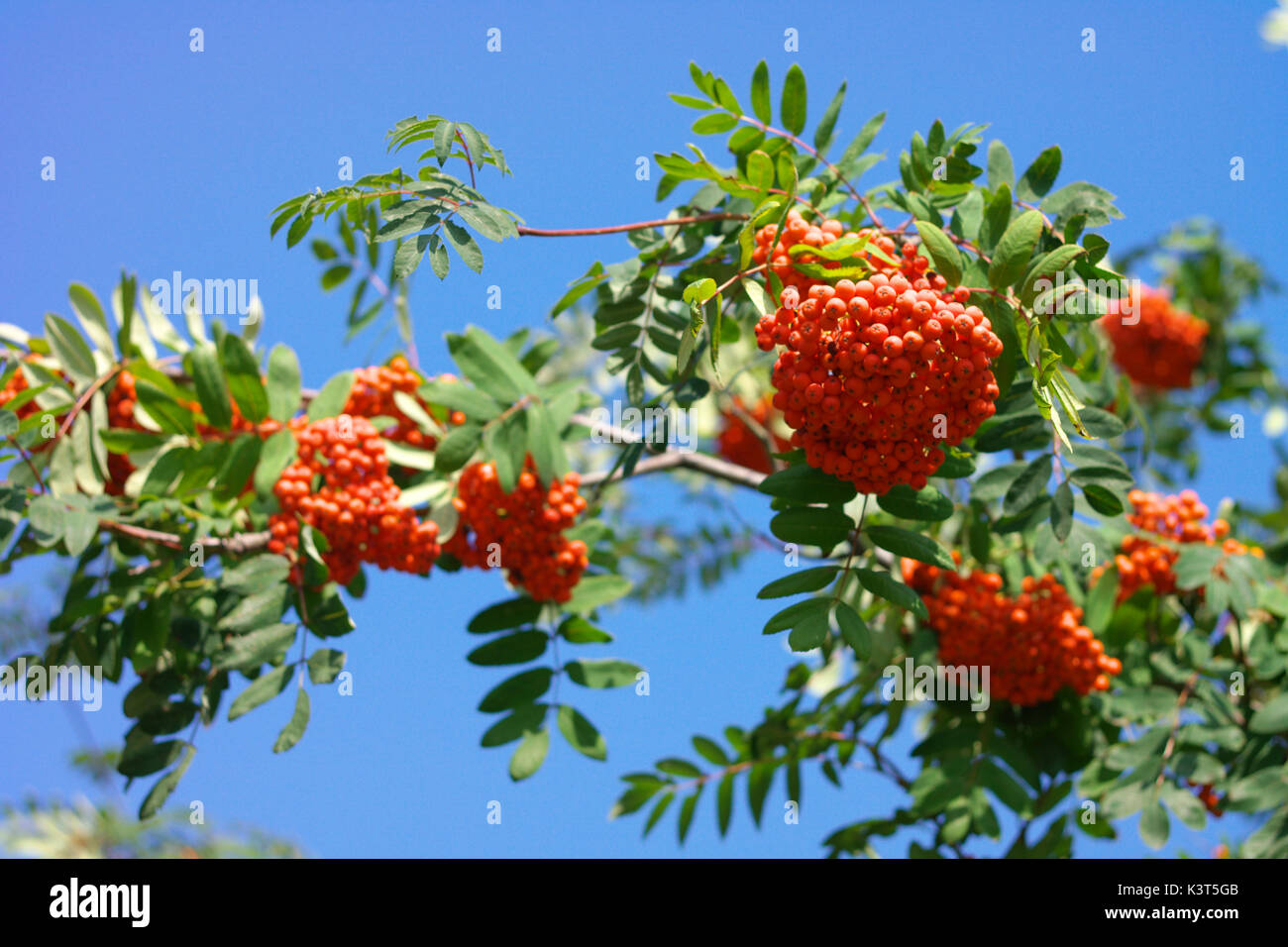 ashberry at dry sunny day Stock Photo - Alamy