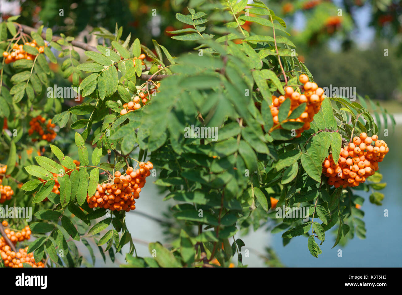 ashberry at dry sunny day Stock Photo - Alamy