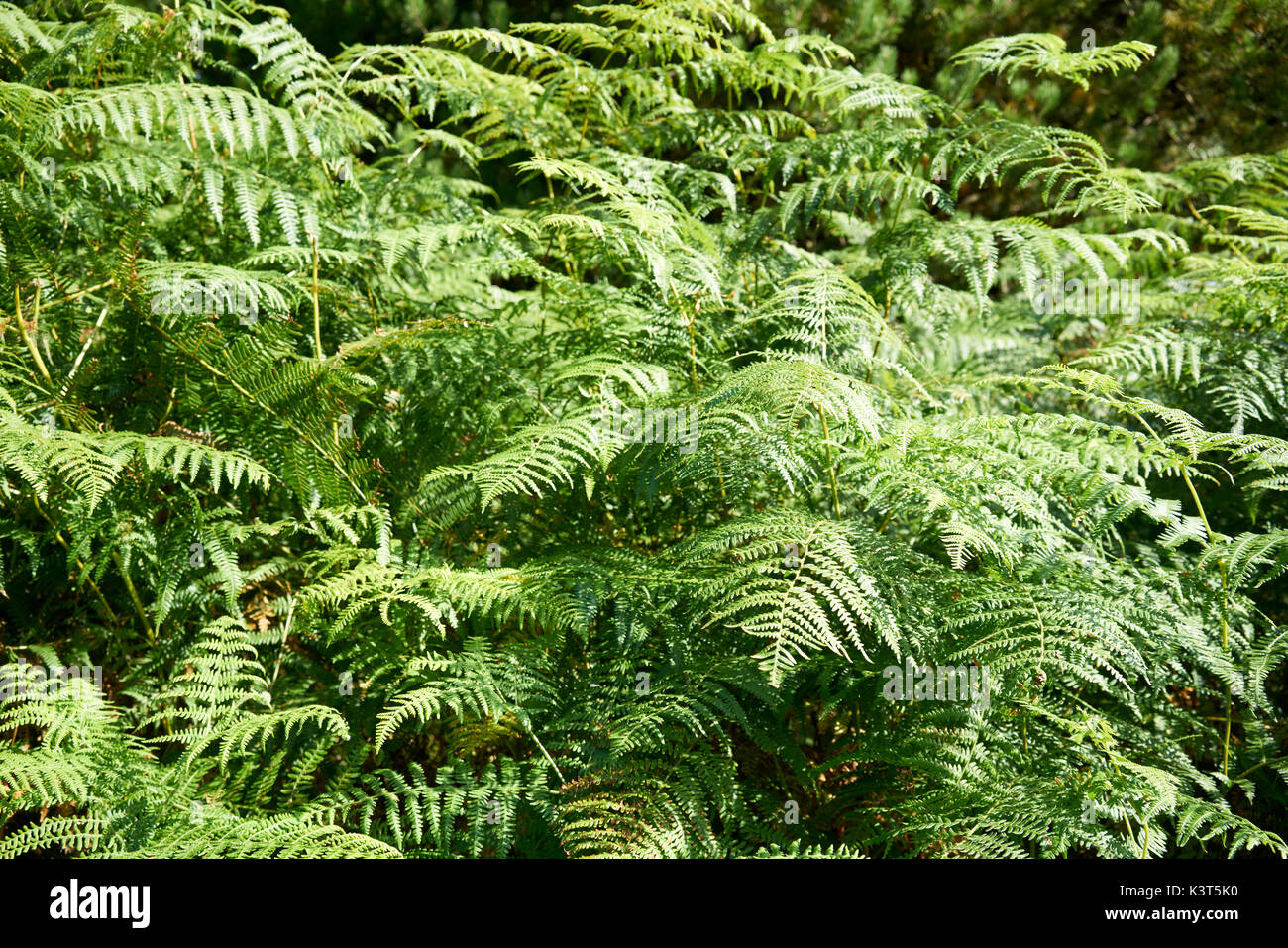 Bracken fern pteridium aquilinum hi-res stock photography and images ...